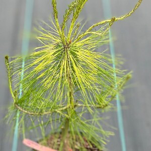 Pinus Densiflora 'pope' (pope Japanese Pine) Rare! - Etsy