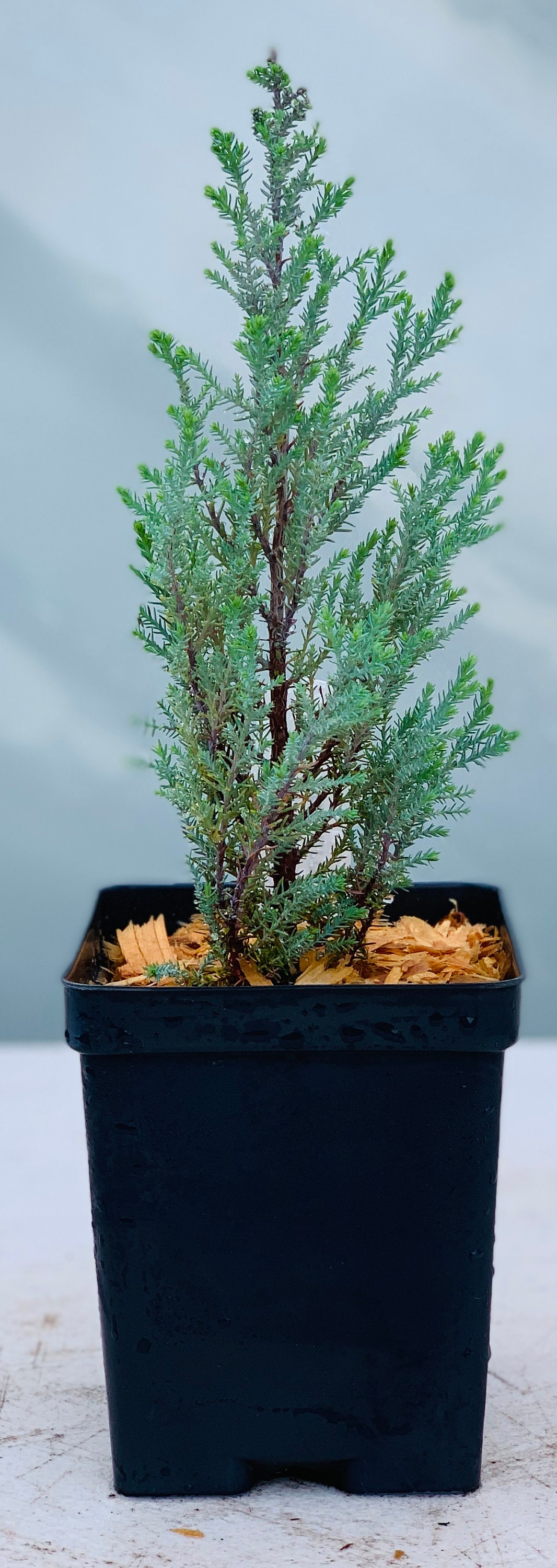 Chamaecyparis Lawsoniana 'blue Surprise' blue Surprise Lawson Cypress ...