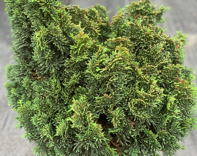 Chamaecyparis Obtusa 'bess' (bess Hinoki Cypress) Rare! - Etsy