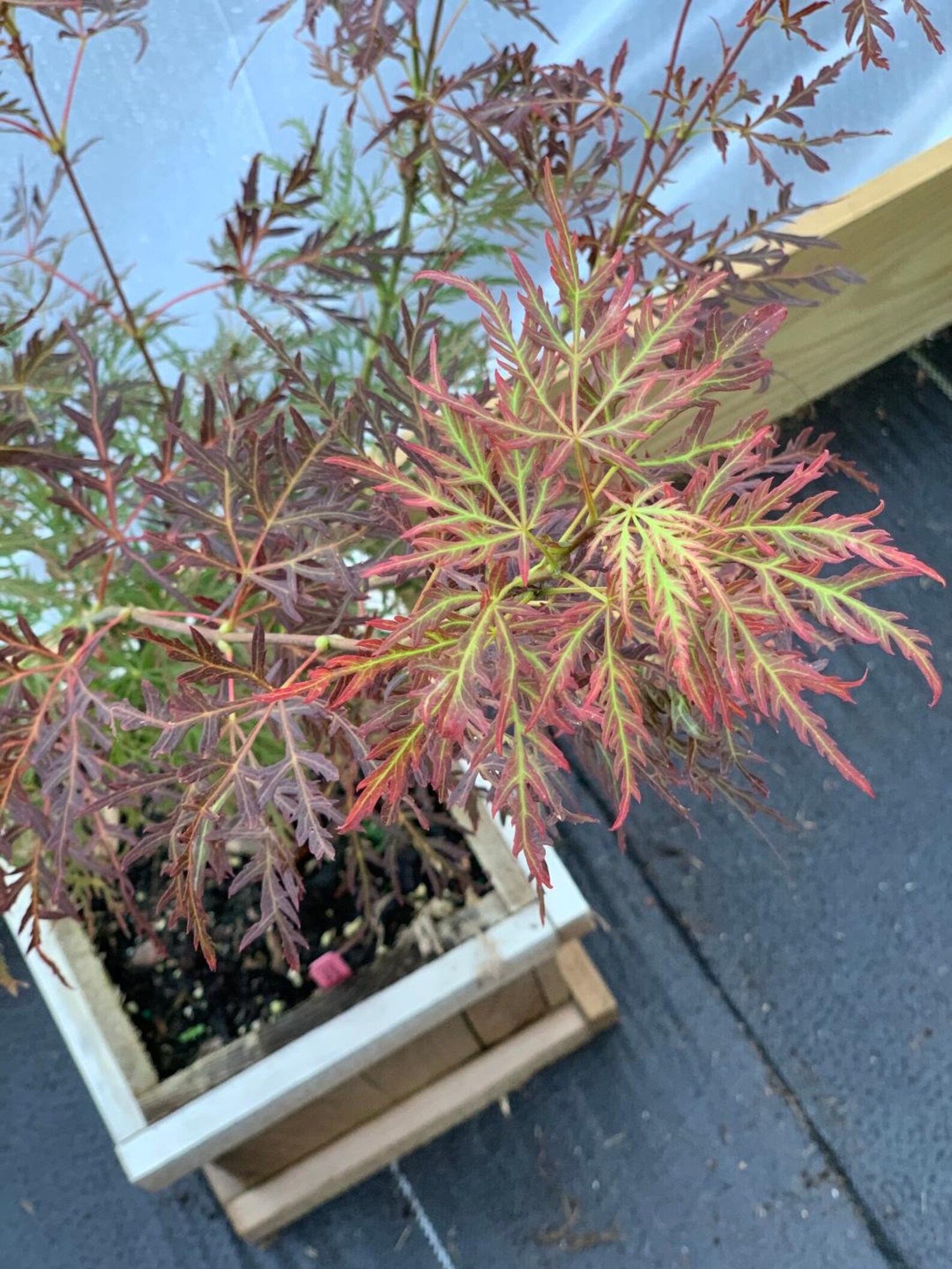 Acer Palmatum 'pink Filigree' pink Filigree Japanese Maple - Etsy