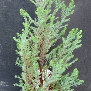 Chamaecyparis Lawsoniana 'blue Surprise' blue Surprise Lawson Cypress ...