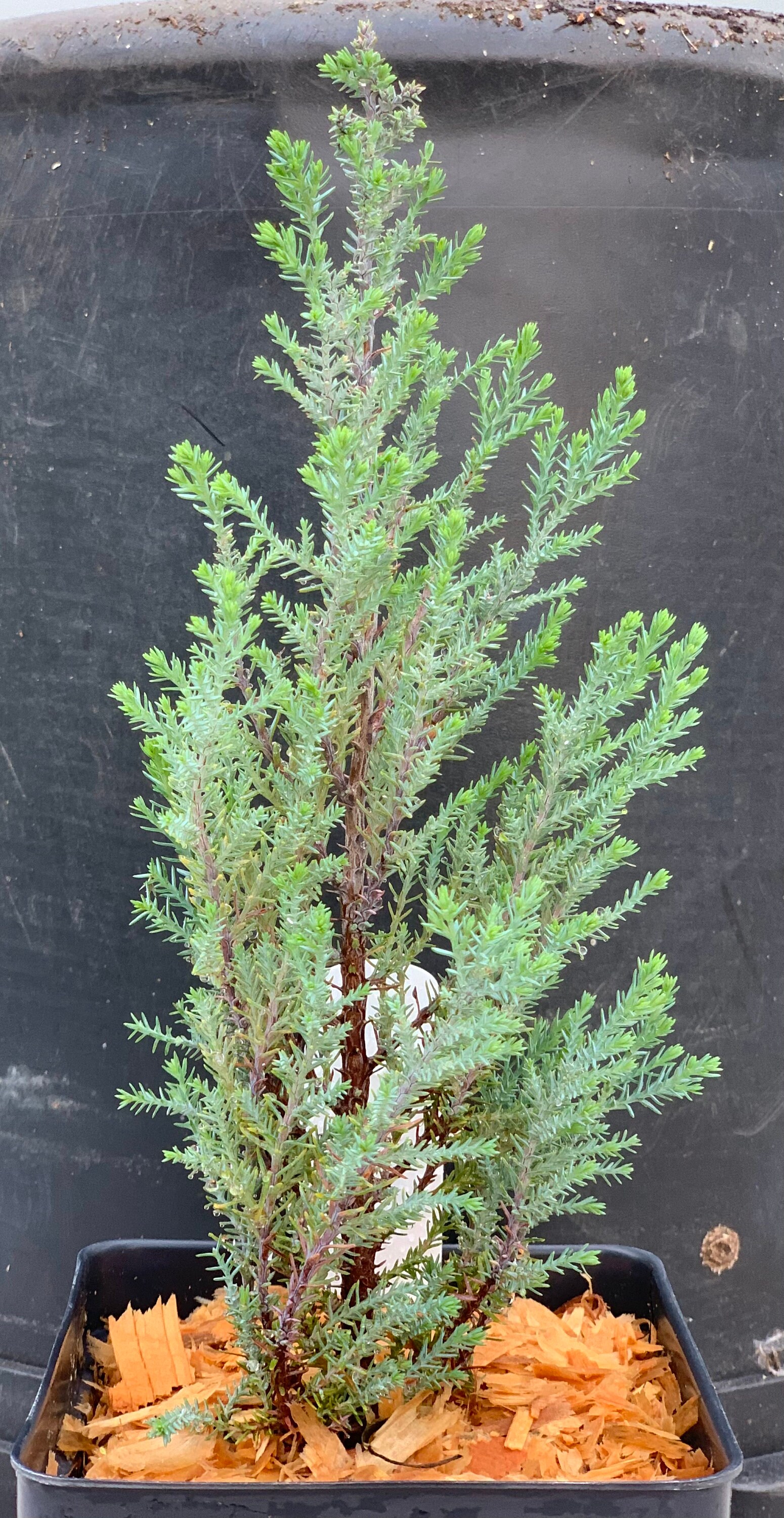 Chamaecyparis Lawsoniana 'blue Surprise' blue Surprise Lawson Cypress ...