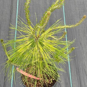 Pinus Densiflora 'pope' (pope Japanese Pine) Rare! - Etsy
