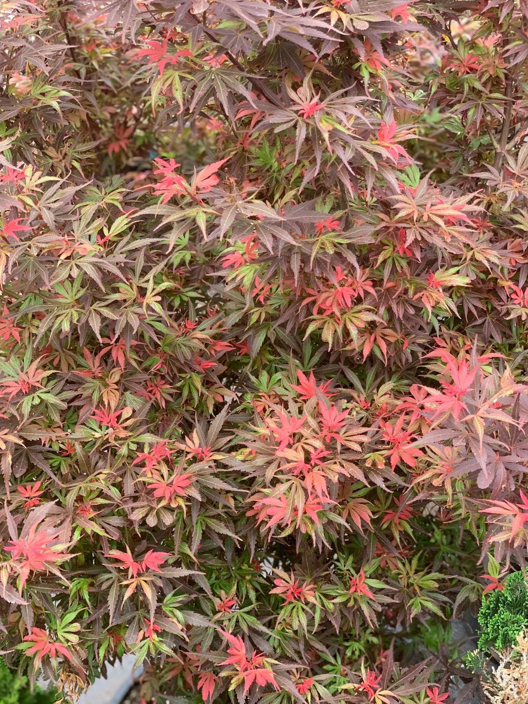 Acer Palmatum 'fireball' (fireball Japanese Maple) Extra Large - Etsy