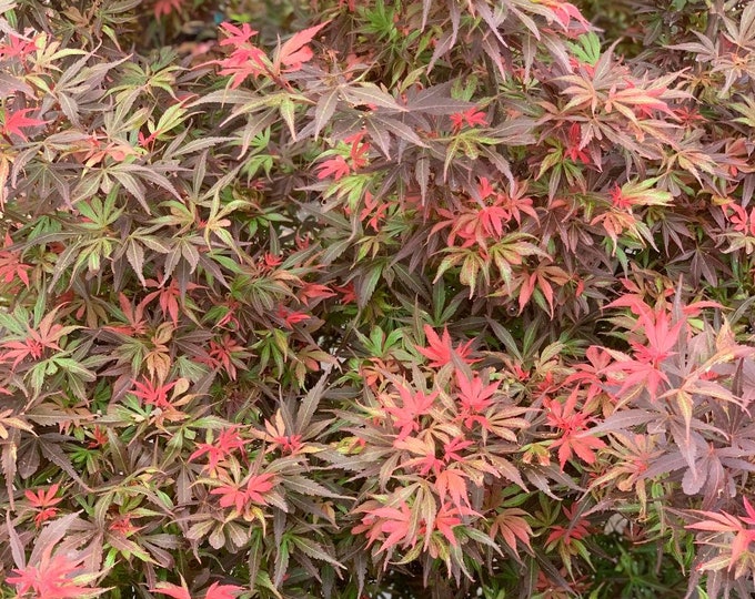 Japanese Maple 'ryugu' Acer Palmatum Live Tree Grafted Dwarf Variegated ...