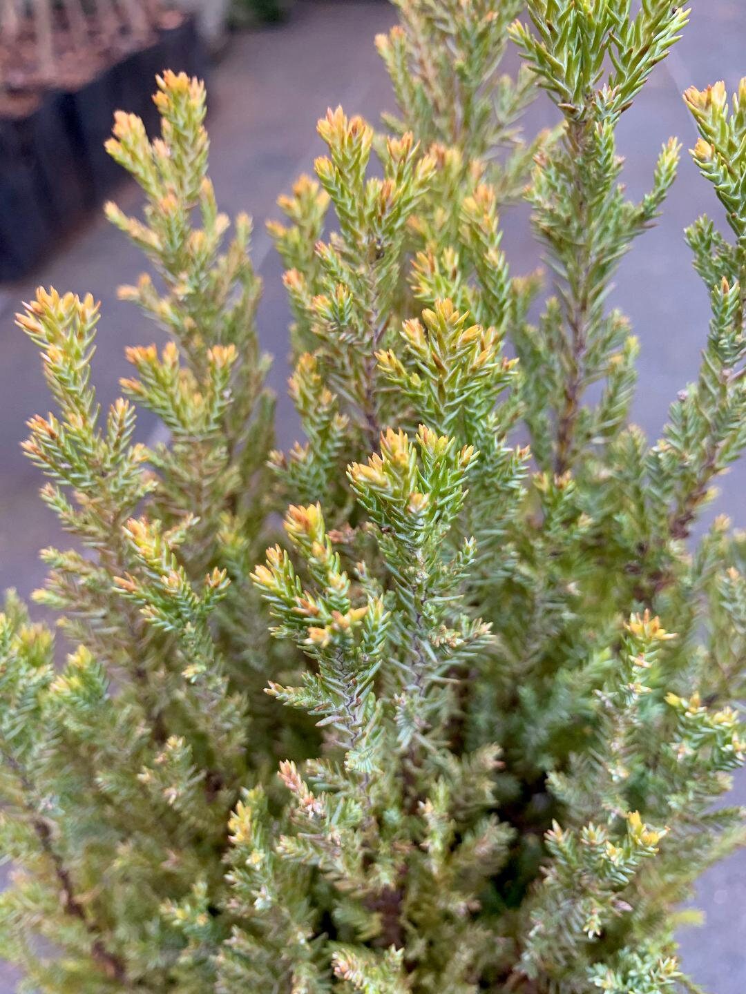 Chamaecyparis Lawsoniana 'spring Cream' spring Cream Port Orford Cedar ...