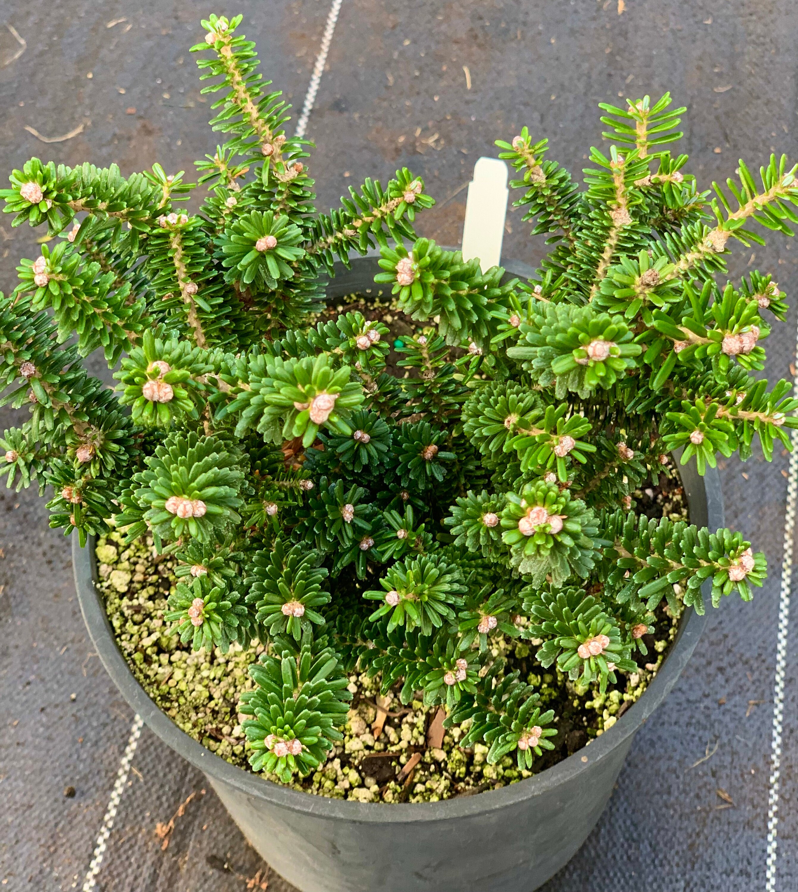 Abies Koreana 'alpine Star' alpine Star Korean Fir 6-year-old Graft. - Etsy