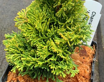 Chamaecyparis Obtusa 'kosteri' Hinoki Cypress 1 Gallon Pot - Etsy