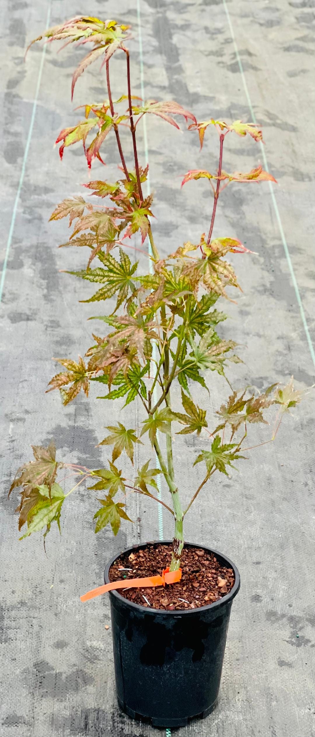 Acer Palmatum 'firefly' (firefly Japanese Maple) - Etsy