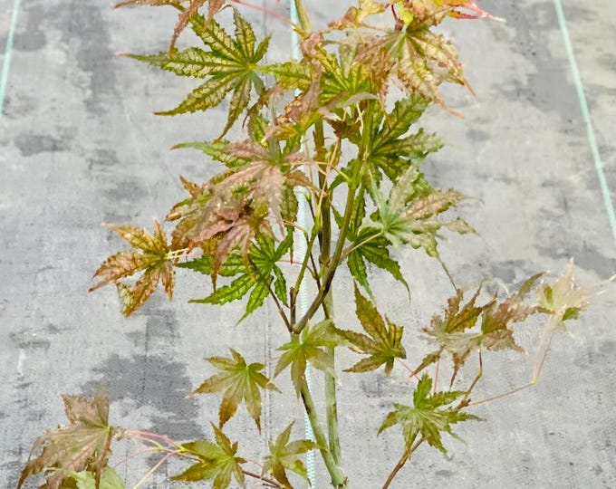Acer Palmatum 'firefly' (firefly Japanese Maple) - Etsy