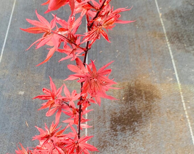 Acer Palmatum 'red Sentinel' red Sentinel Japanese Maple - Etsy