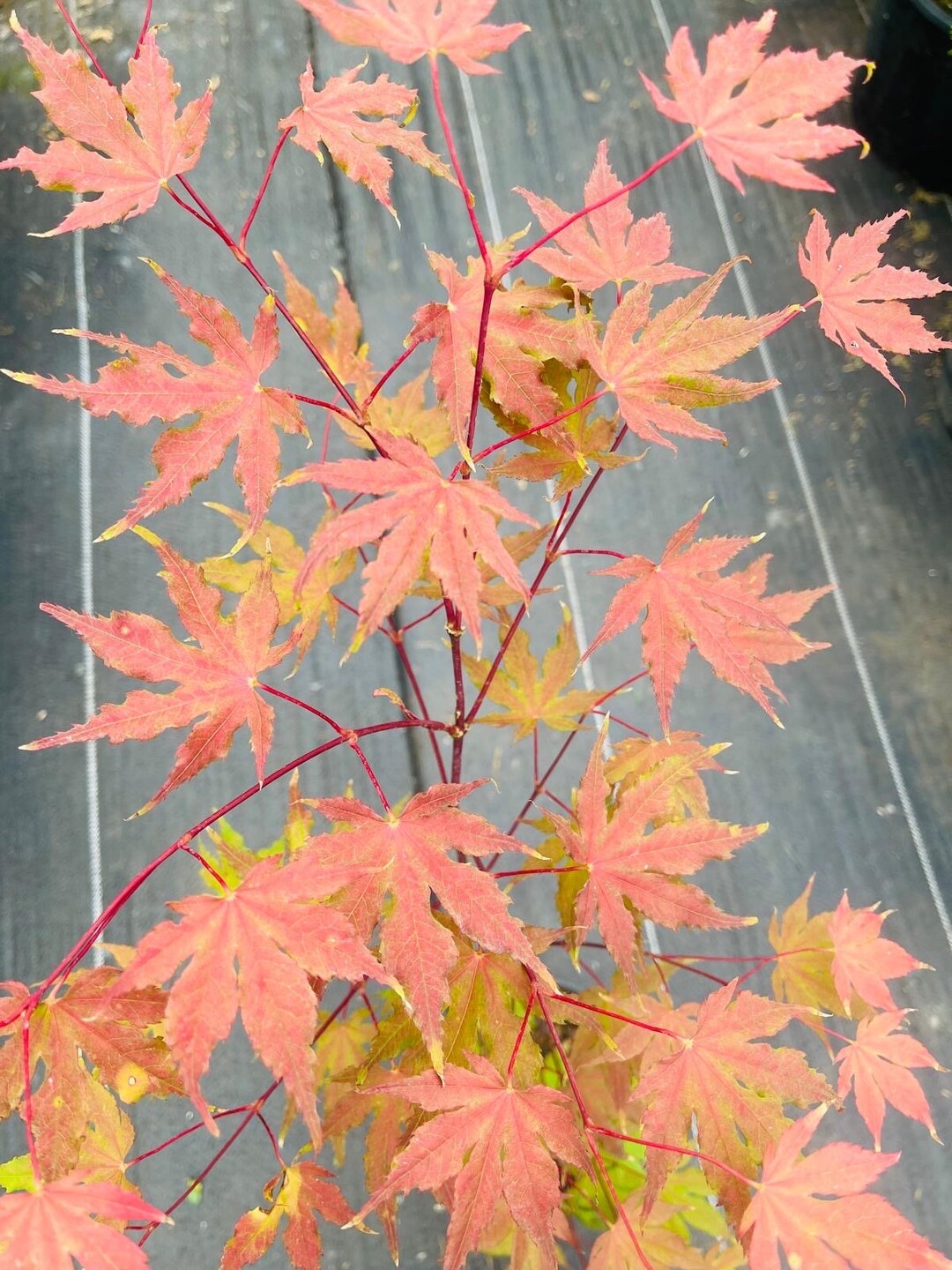 Acer Palmatum 'strawberry Spring' strawberry Spring Japanese Maple ...