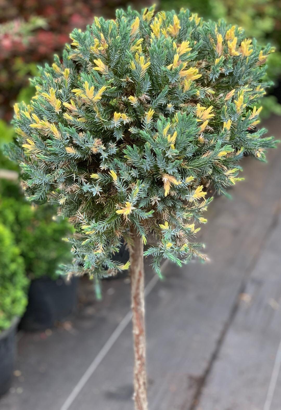Juniperus Squamata 'floreant' (floreant Flaky Juniper) on 30" Standard ...