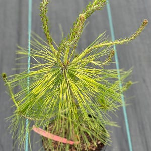 Pinus Densiflora 'pope' (pope Japanese Pine) Rare! - Etsy