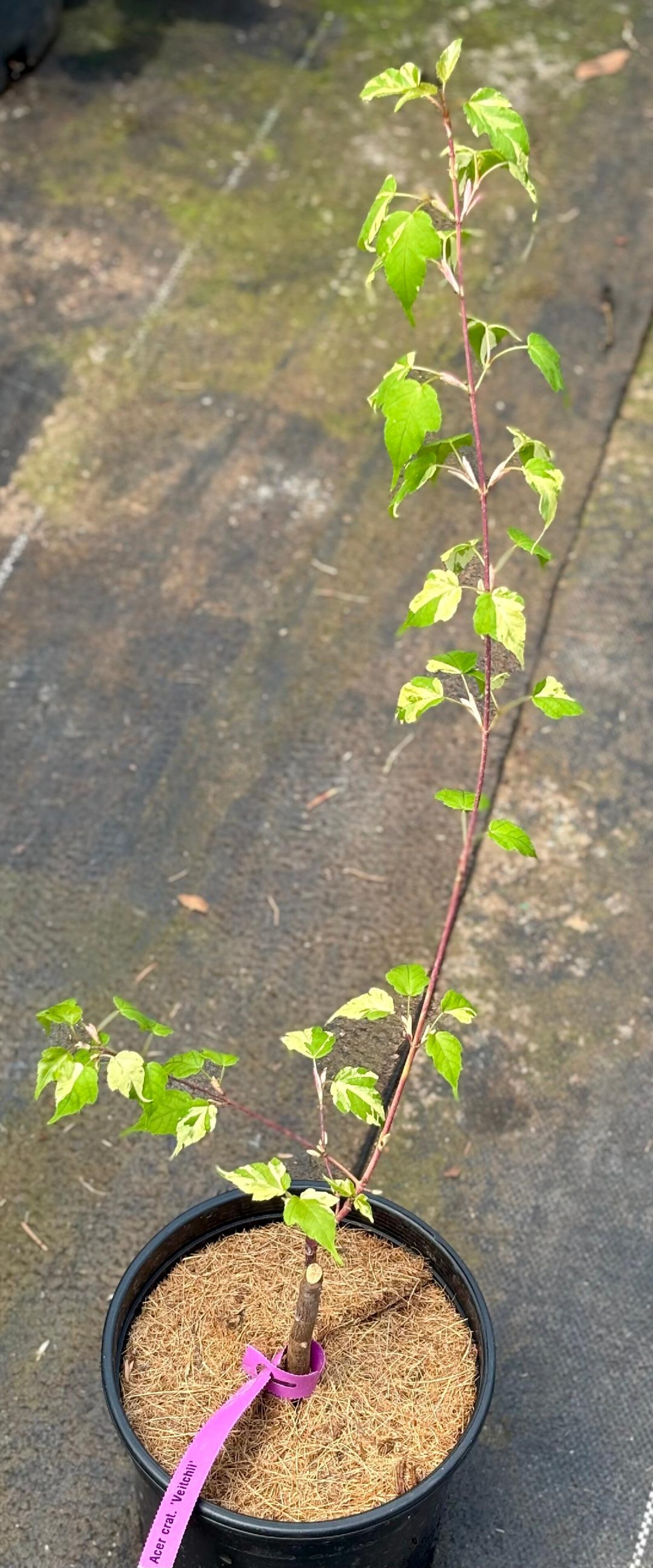 Acer Crataegifolium 'veitchii' (veitchii Hawthorne Maple) Rare! - Etsy