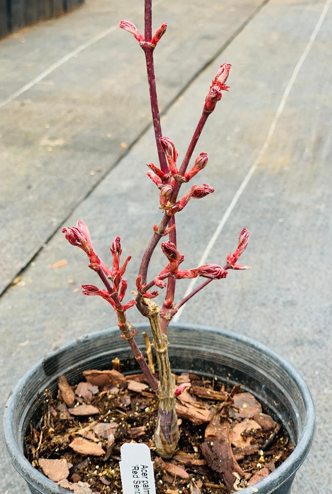 Acer Palmatum 'red Sentinel' red Sentinel Japanese Maple - Etsy