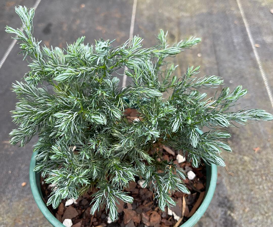 Chamaecyparis Pisifera 'murphy's Blue' (murphy's Blue Sawara Cypress ...