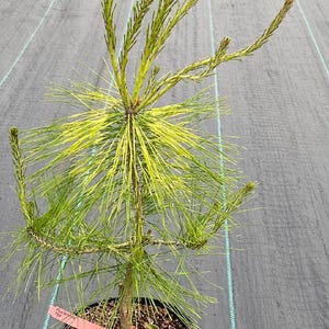 Pinus Densiflora 'pope' (pope Japanese Pine) Rare! - Etsy