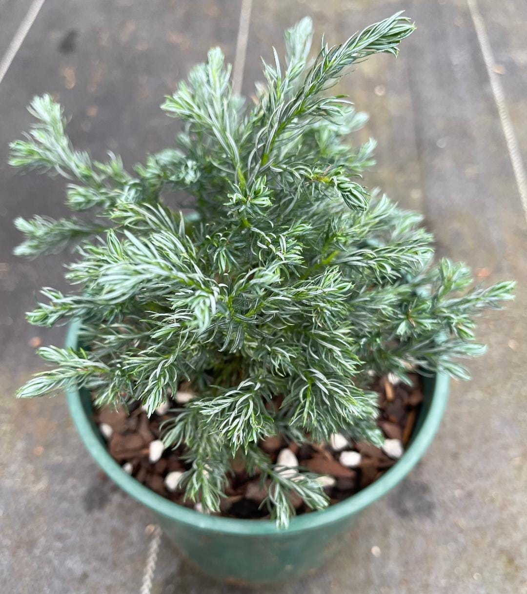 Chamaecyparis Pisifera 'murphy's Blue' (murphy's Blue Sawara Cypress ...