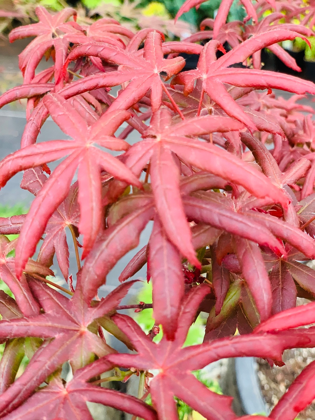Acer Palmatum 'peve Starfish' (peve Starfish Japanese Maple) - Etsy
