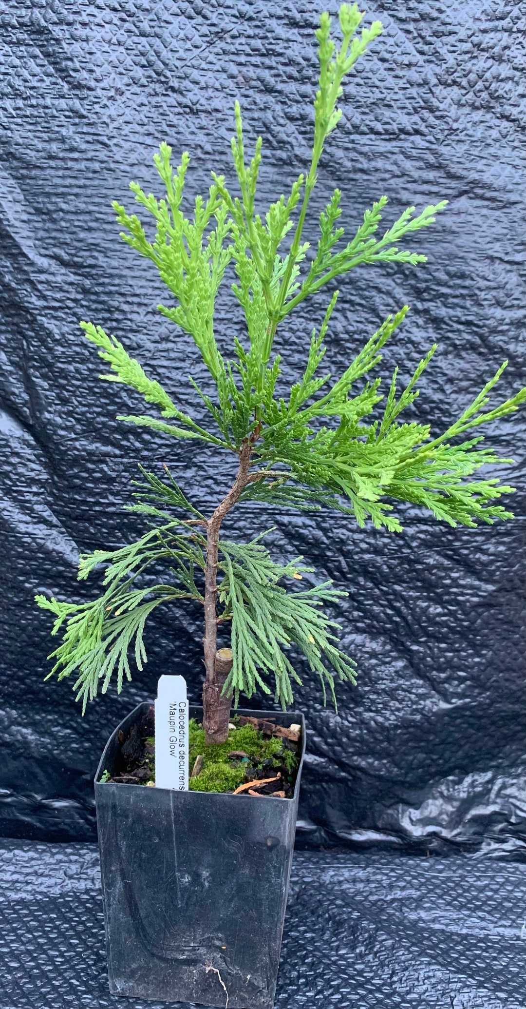 Calocedrus Decurrens 'maupin Glow' maupin Glow Incense Cedar - Etsy