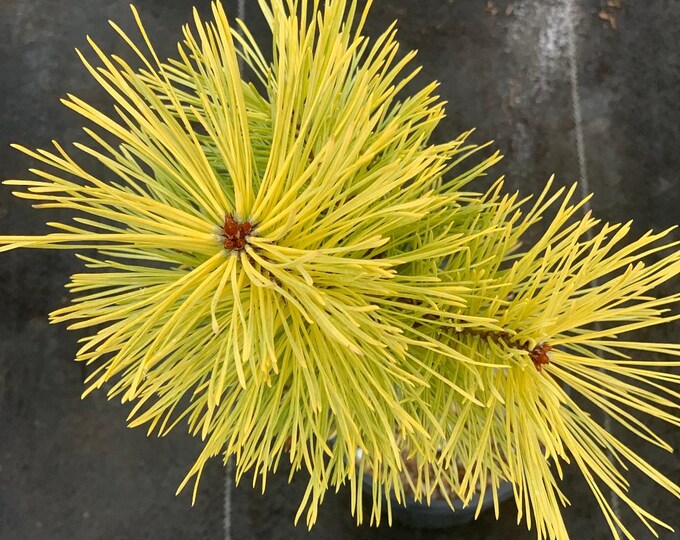 Pinus Sylvestris 'gold Coin' (gold Coin Scot's Pine) - Etsy