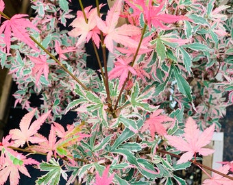Acer Sieboldianum 'kumoi Nishiki' Japanese Maple - Etsy