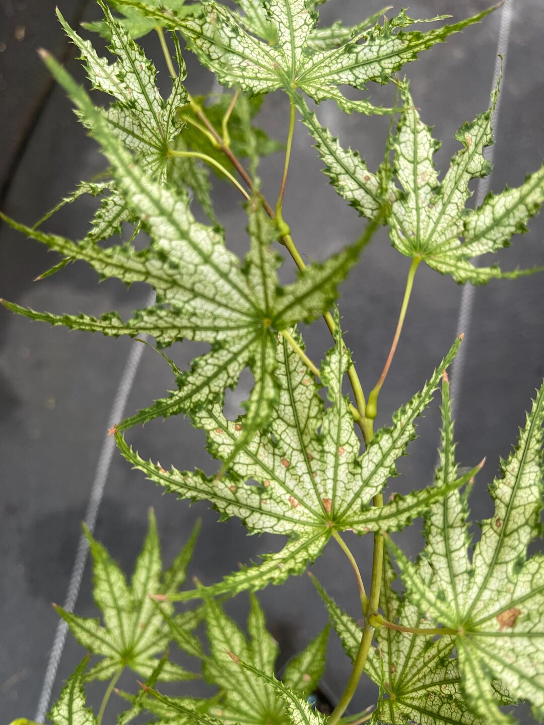 Acer Palmatum 'white Peaches' white Peaches Japanese Maple - Etsy