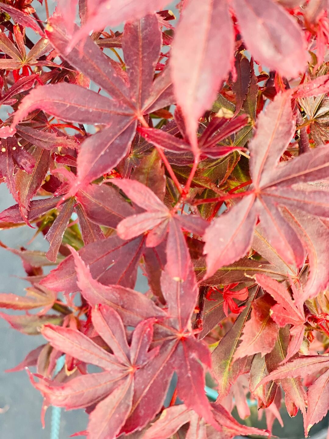 Acer Palmatum 'fireball' (fireball Japanese Maple) - Etsy