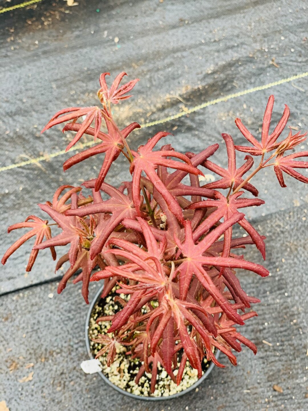 Acer Palmatum 'peve Starfish' peve Starfish Japanese Maple - Etsy