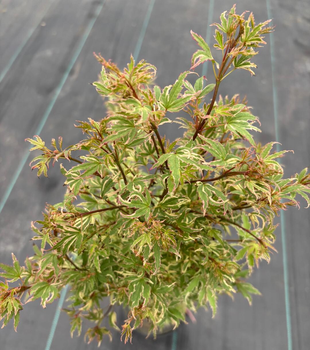 Acer Palmatum 'butterfly' (butterfly Japanese Maple) - Etsy