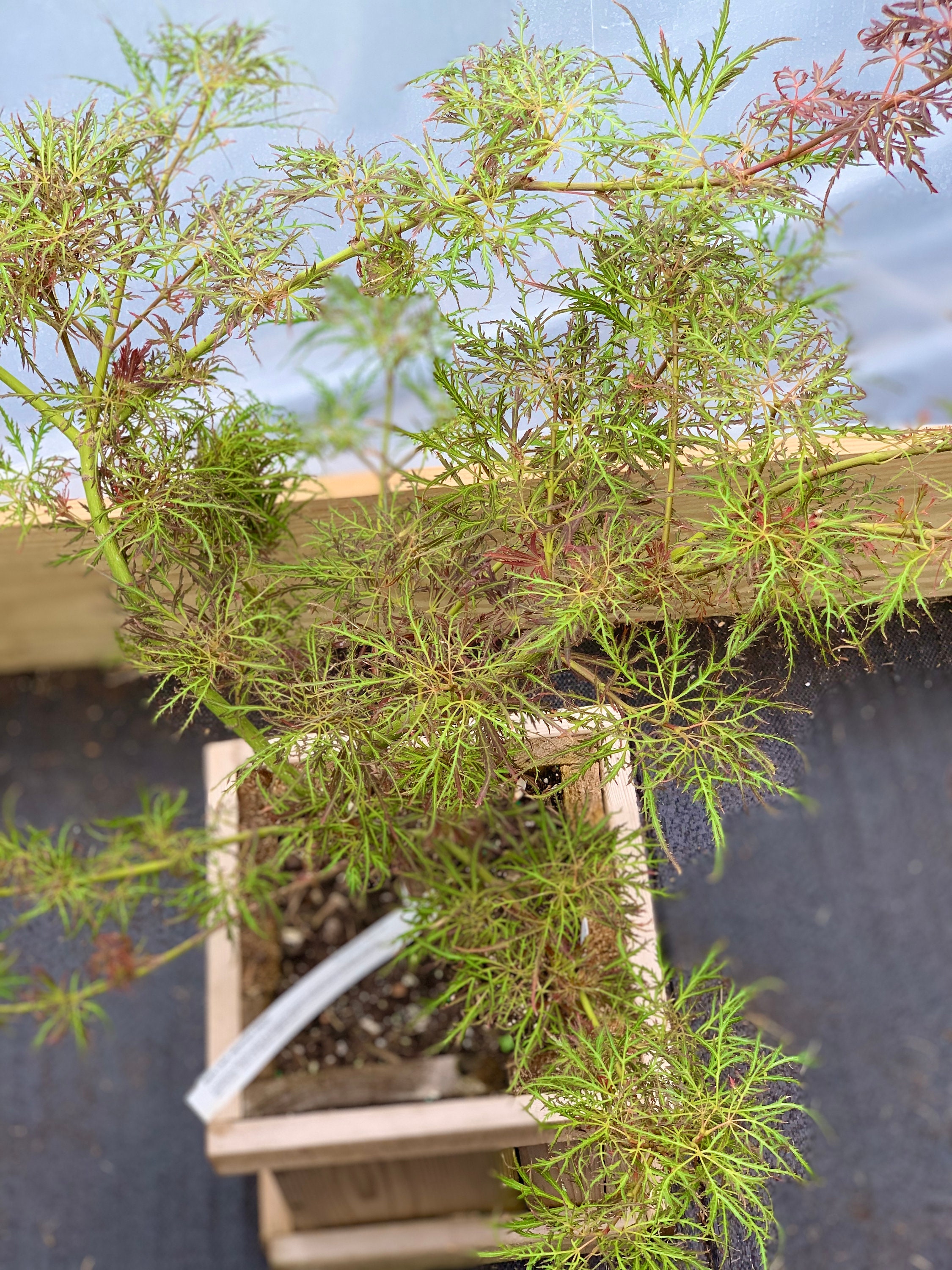 Acer Palmatum 'baby Lace' baby Lace Japanese Maple - Etsy