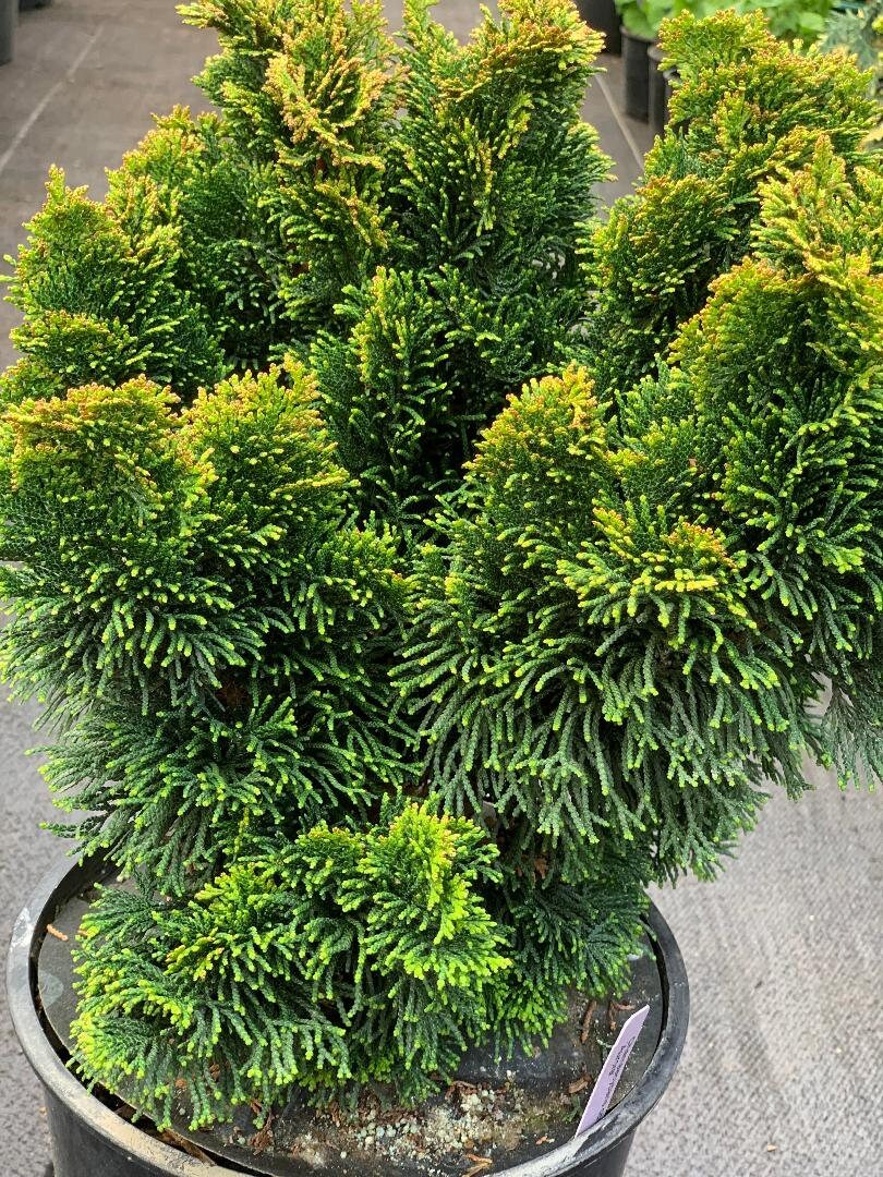 Chamaecyparis Obtusa 'aurora' aurora Hinoki Cypress - Etsy