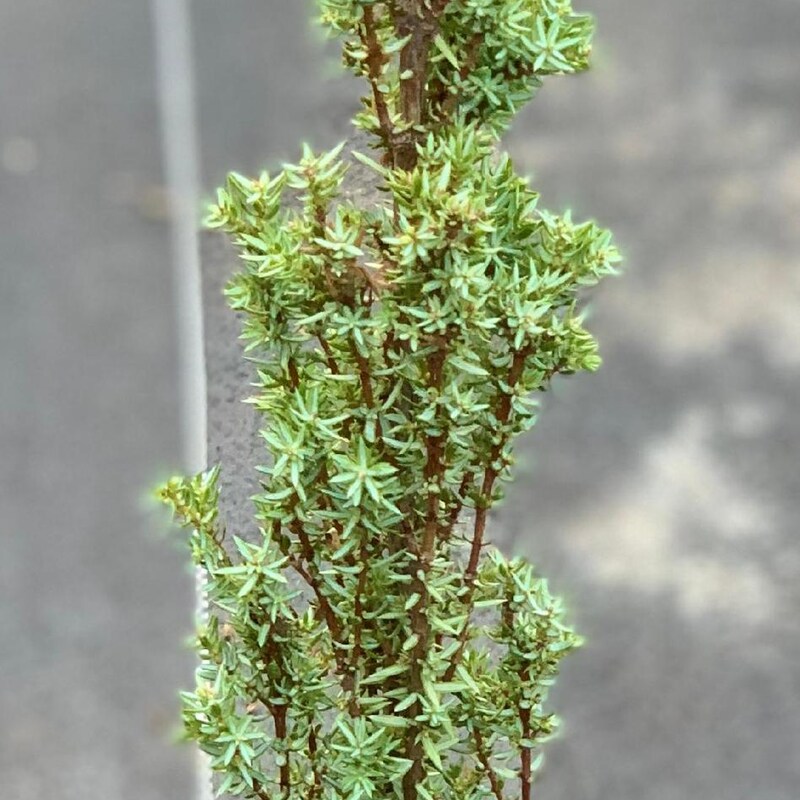Japanese Juniper - Etsy