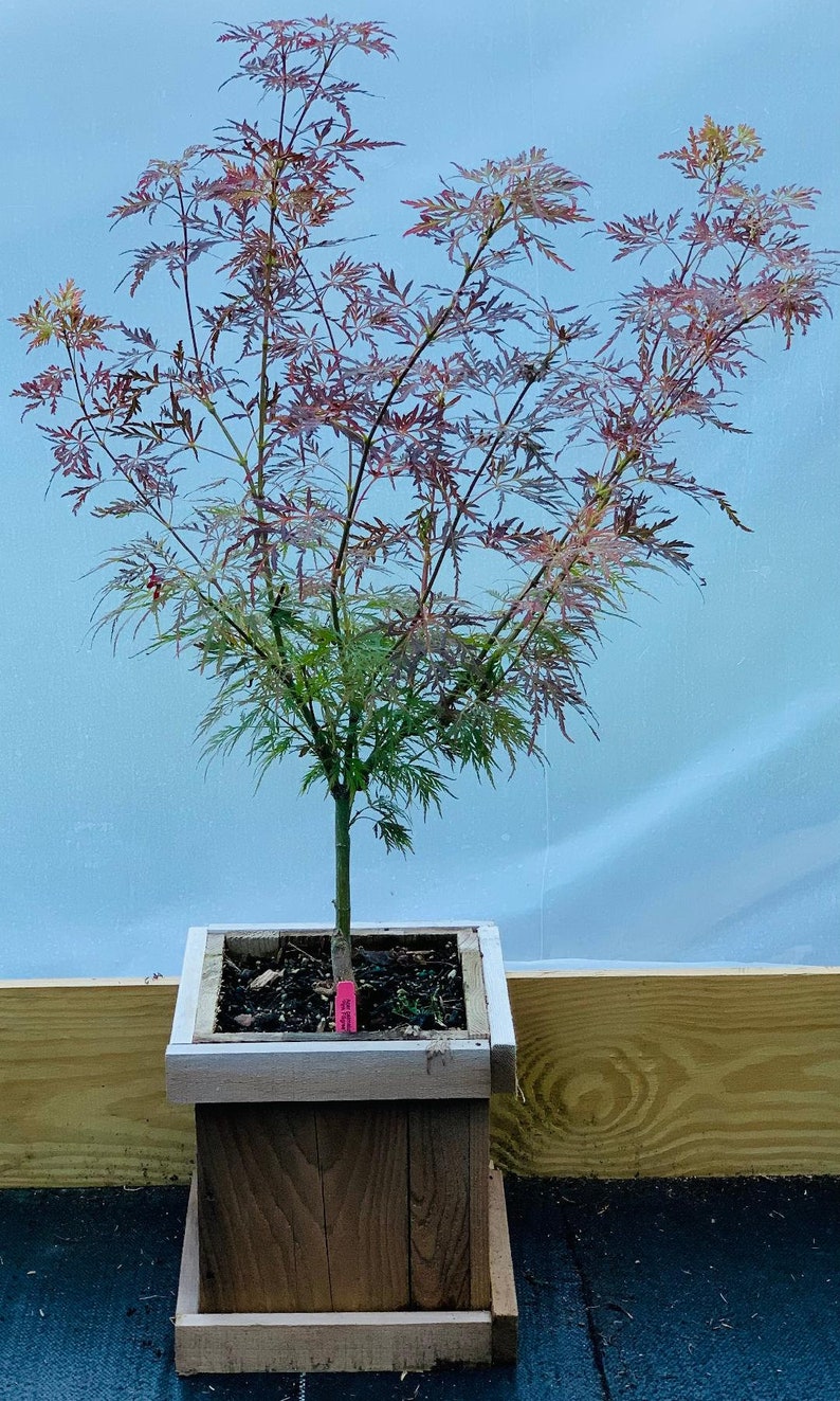 Acer Palmatum 'pink Filigree' pink Filigree Japanese Maple - Etsy