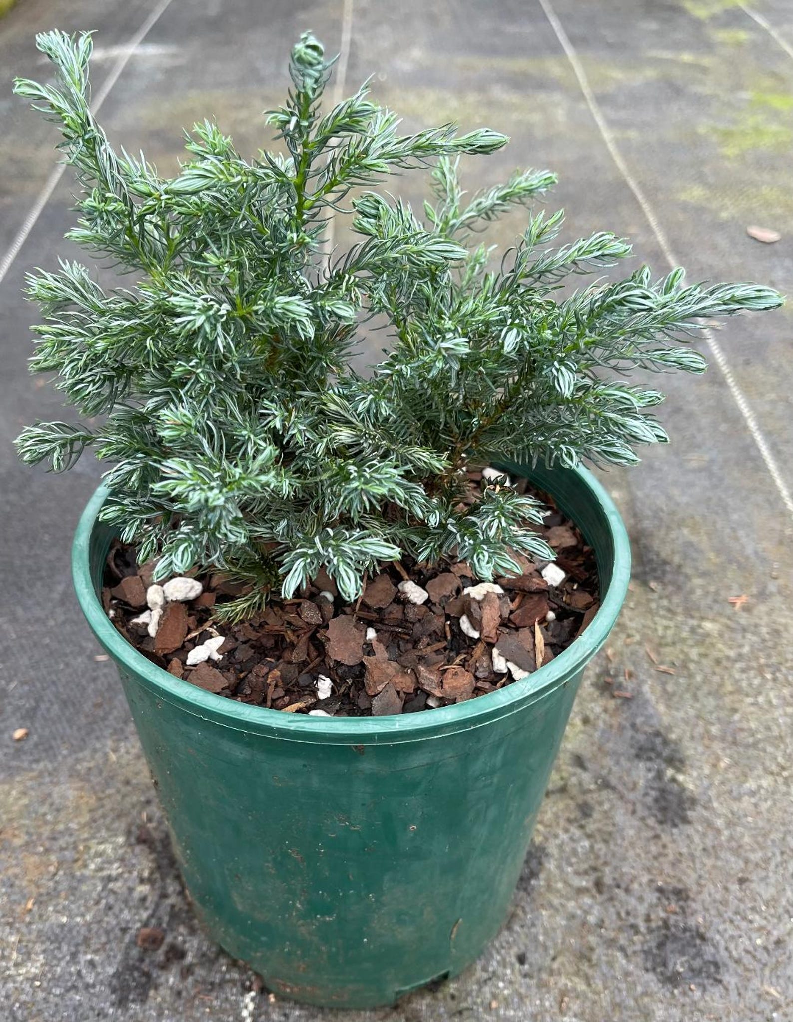 Chamaecyparis Pisifera 'murphy's Blue' (murphy's Blue Sawara Cypress ...