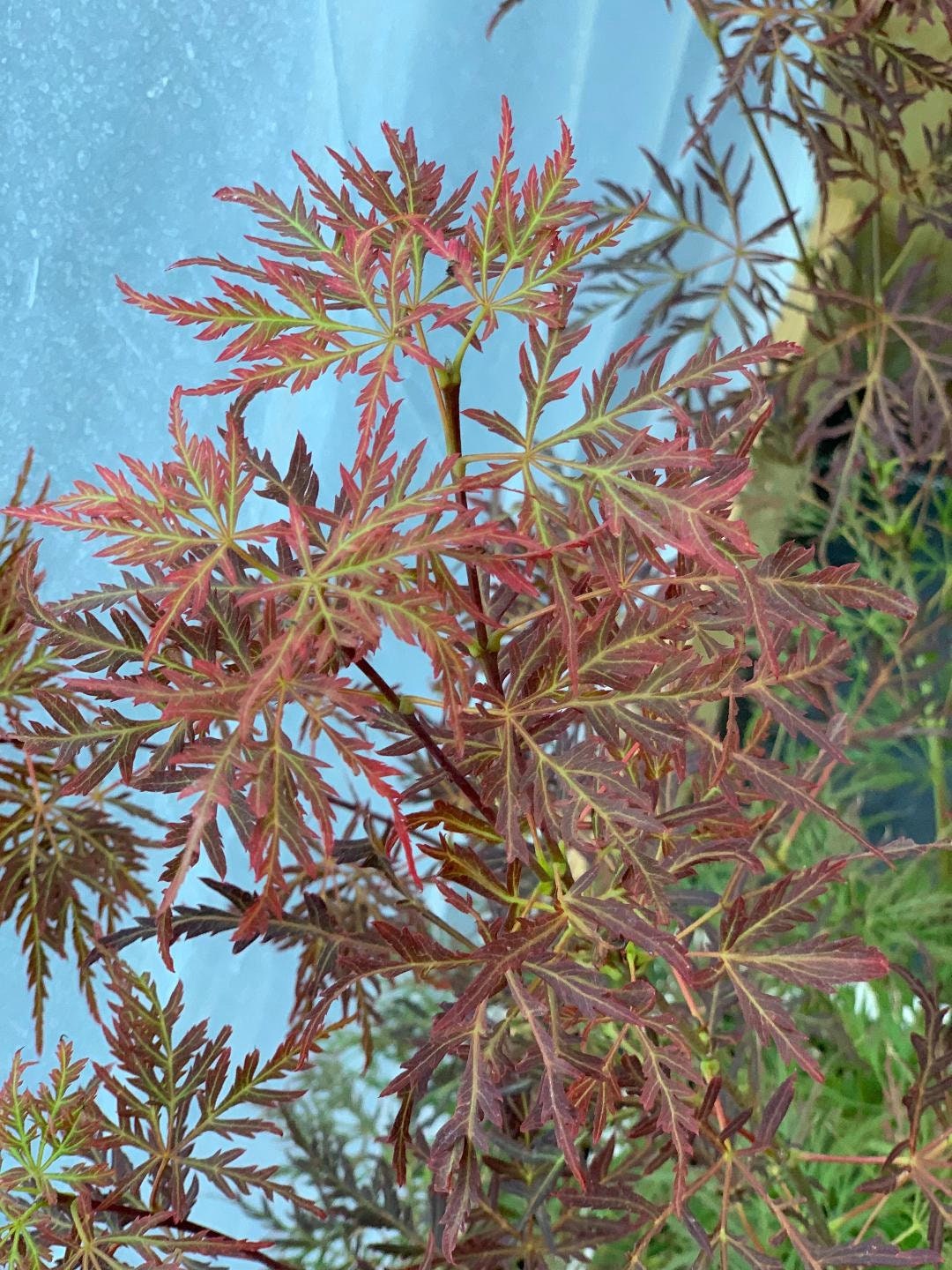 Acer Palmatum 'pink Filigree' pink Filigree Japanese Maple - Etsy