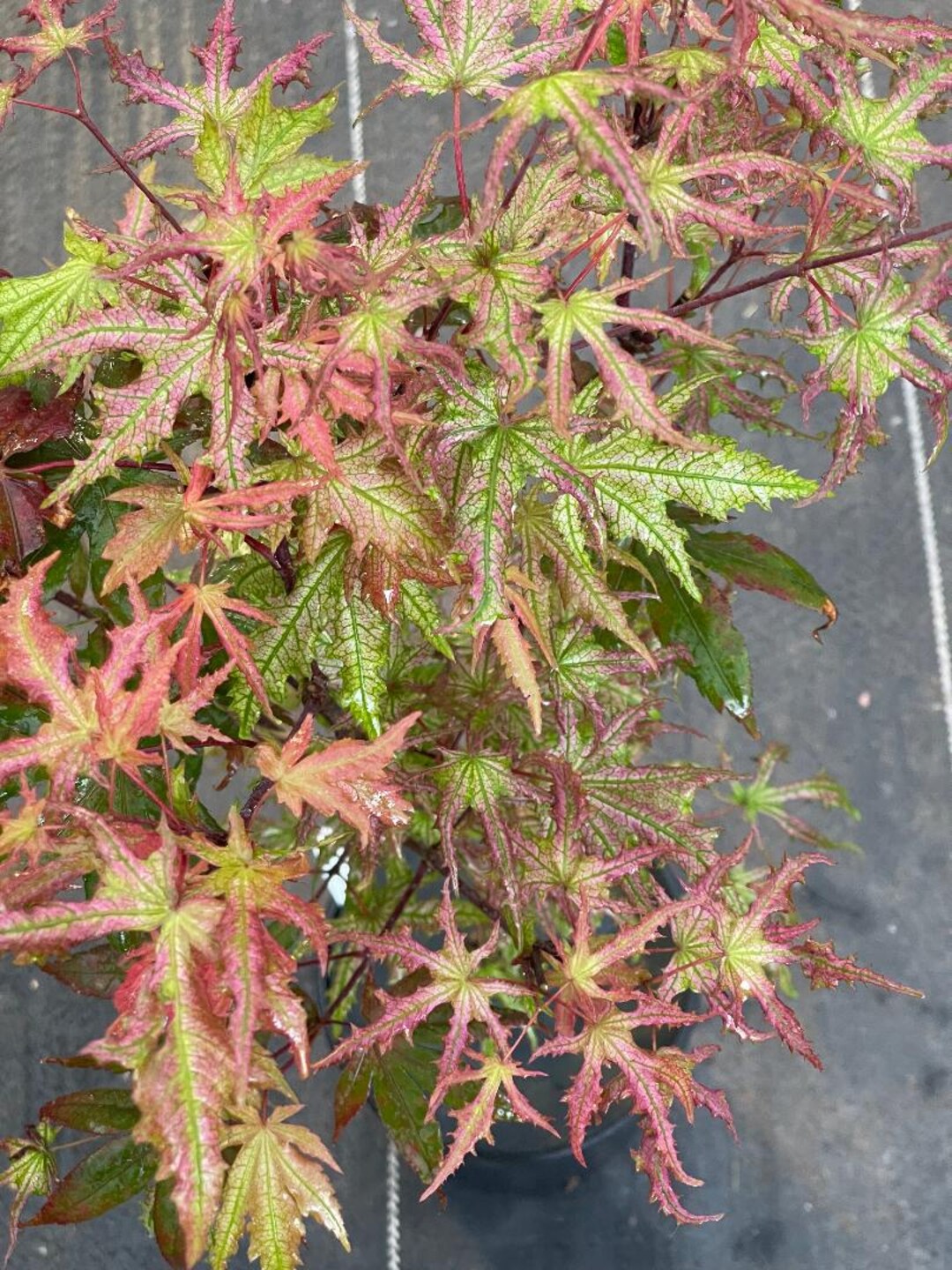 Acer Palmatum 'nebula' (nebula Japanese Maple) - Etsy