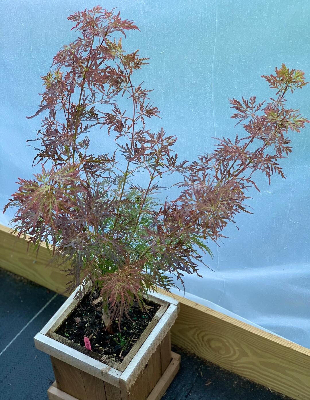 Acer Palmatum 'pink Filigree' pink Filigree Japanese Maple - Etsy