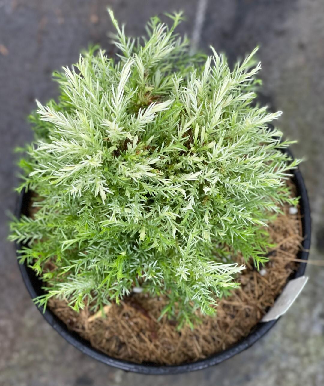 Cryptomeria Japonica 'nana Albospica' (white-tip Dwarf Japanese Cedar ...
