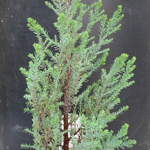 Chamaecyparis Lawsoniana 'blue Surprise' blue Surprise Lawson Cypress ...