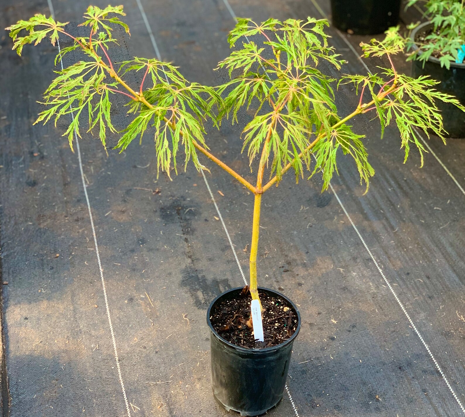 Acer Japonicum 'ao Jutan' ao Jutan Japanese Maple - Etsy