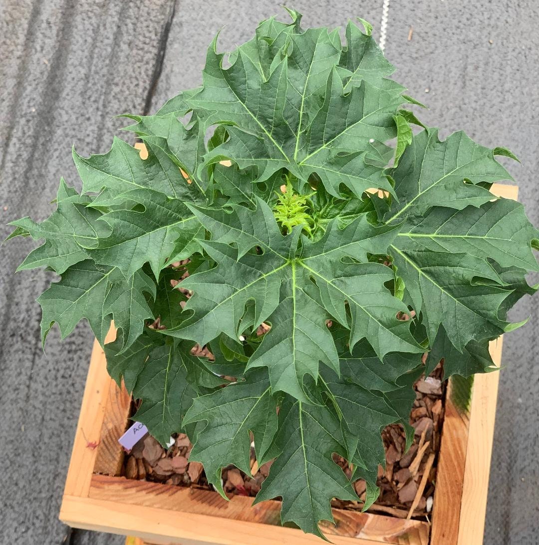 Acer Platanoides 'rezek' rezek Norway Maple - Etsy