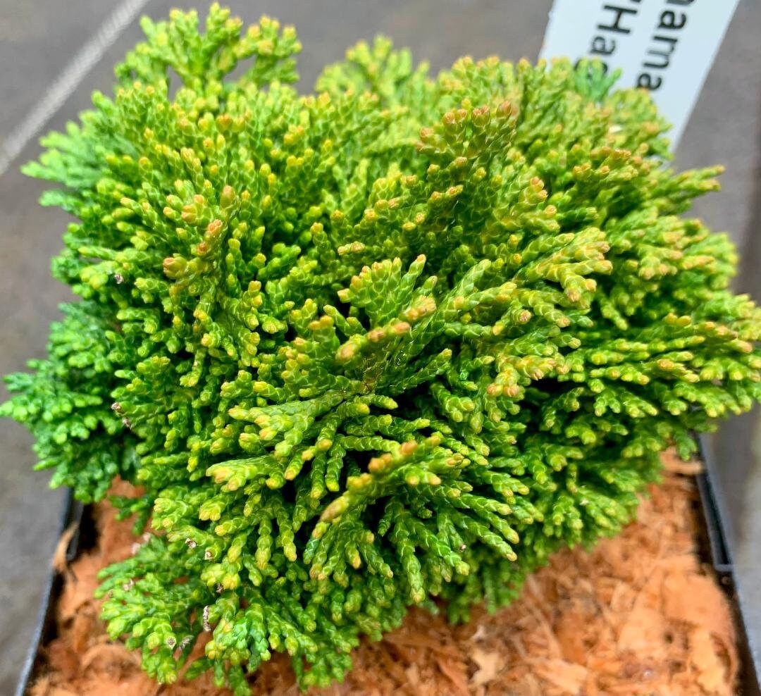 Chamaecyparis Obtusa 'hage' hage Hinoki Cypress - Etsy