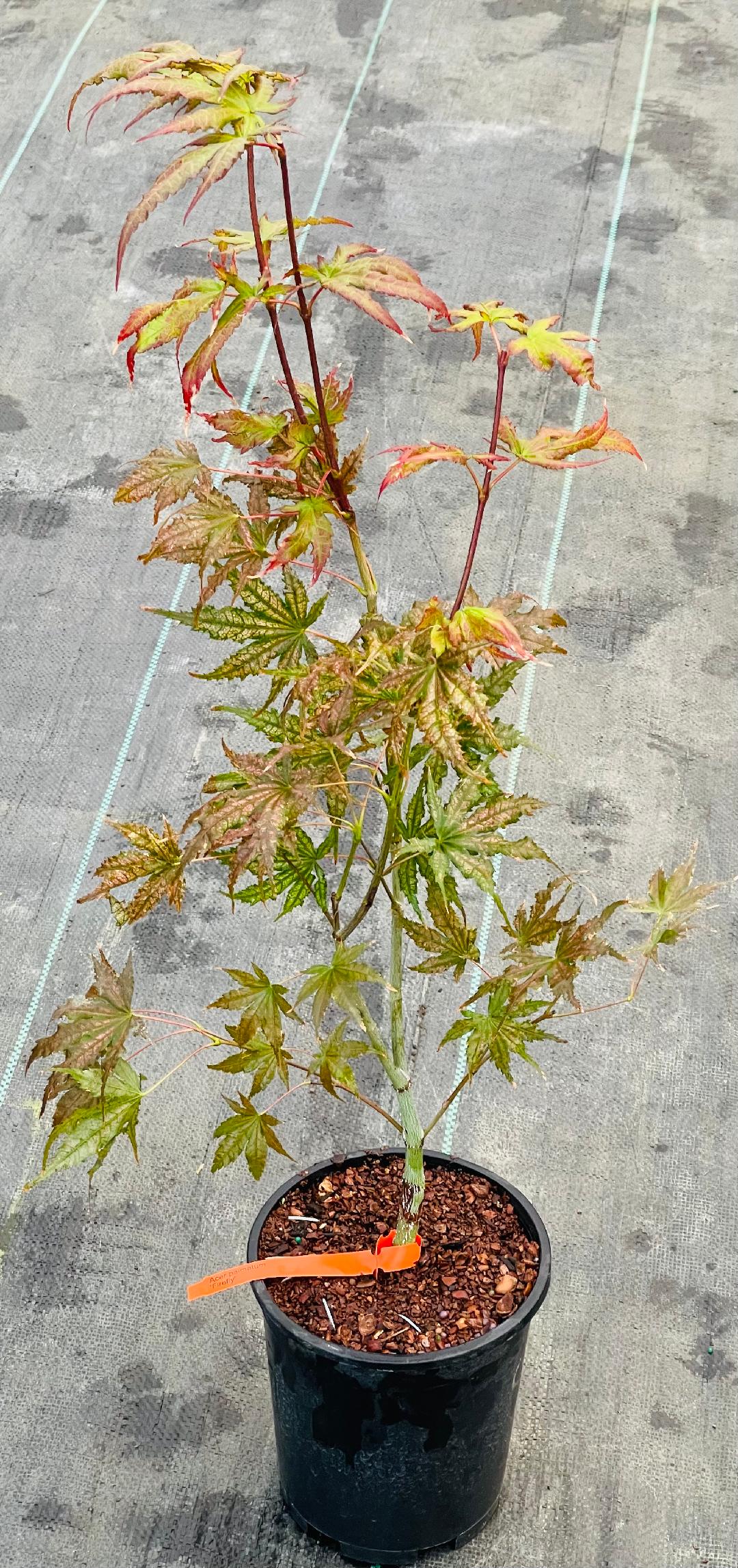 Acer Palmatum 'firefly' (firefly Japanese Maple) - Etsy