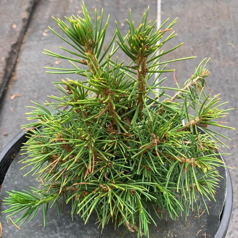 Picea Abies 'tompa' tompa Norway Spruce - Etsy