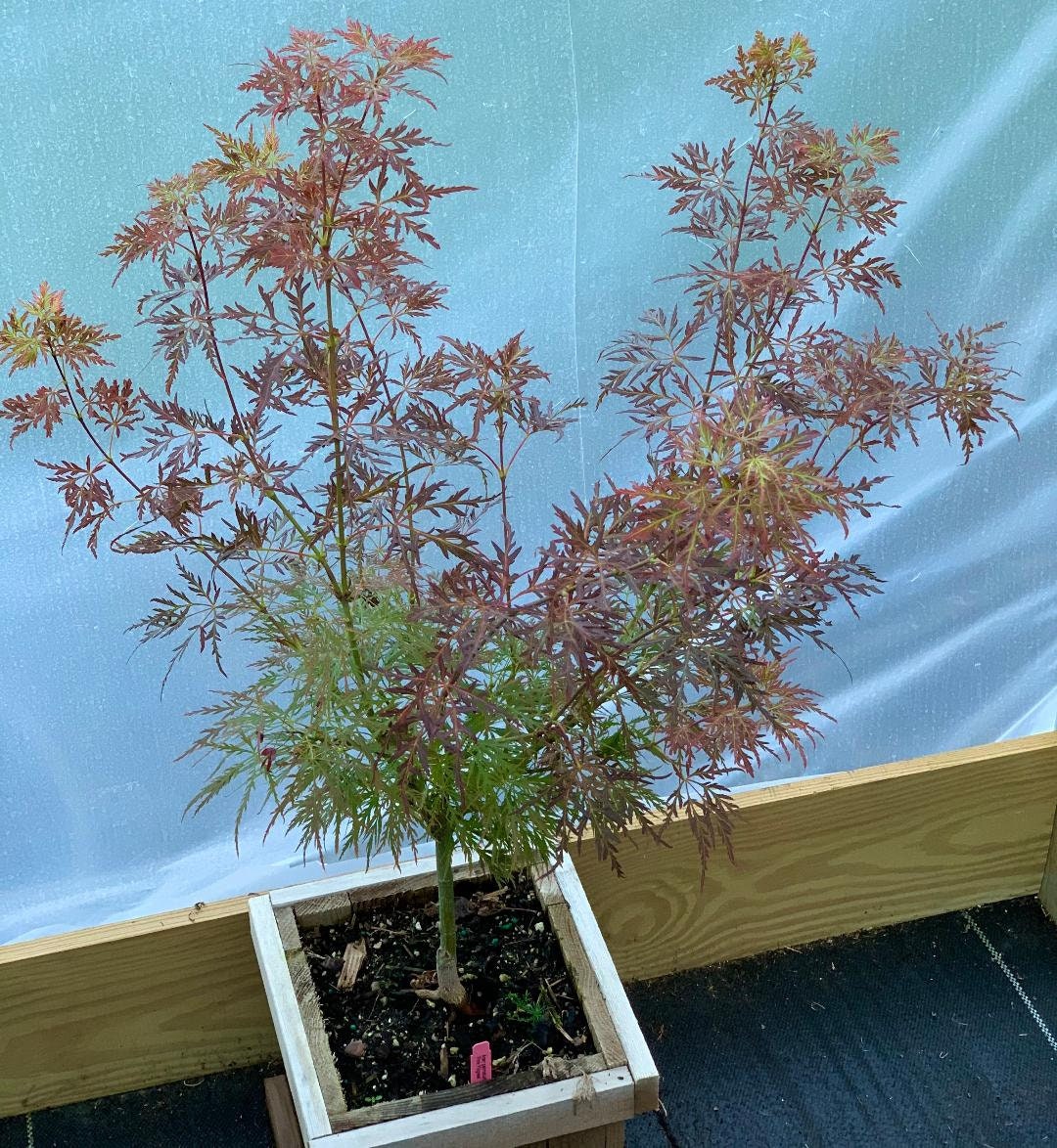Acer Palmatum 'pink Filigree' pink Filigree Japanese Maple - Etsy