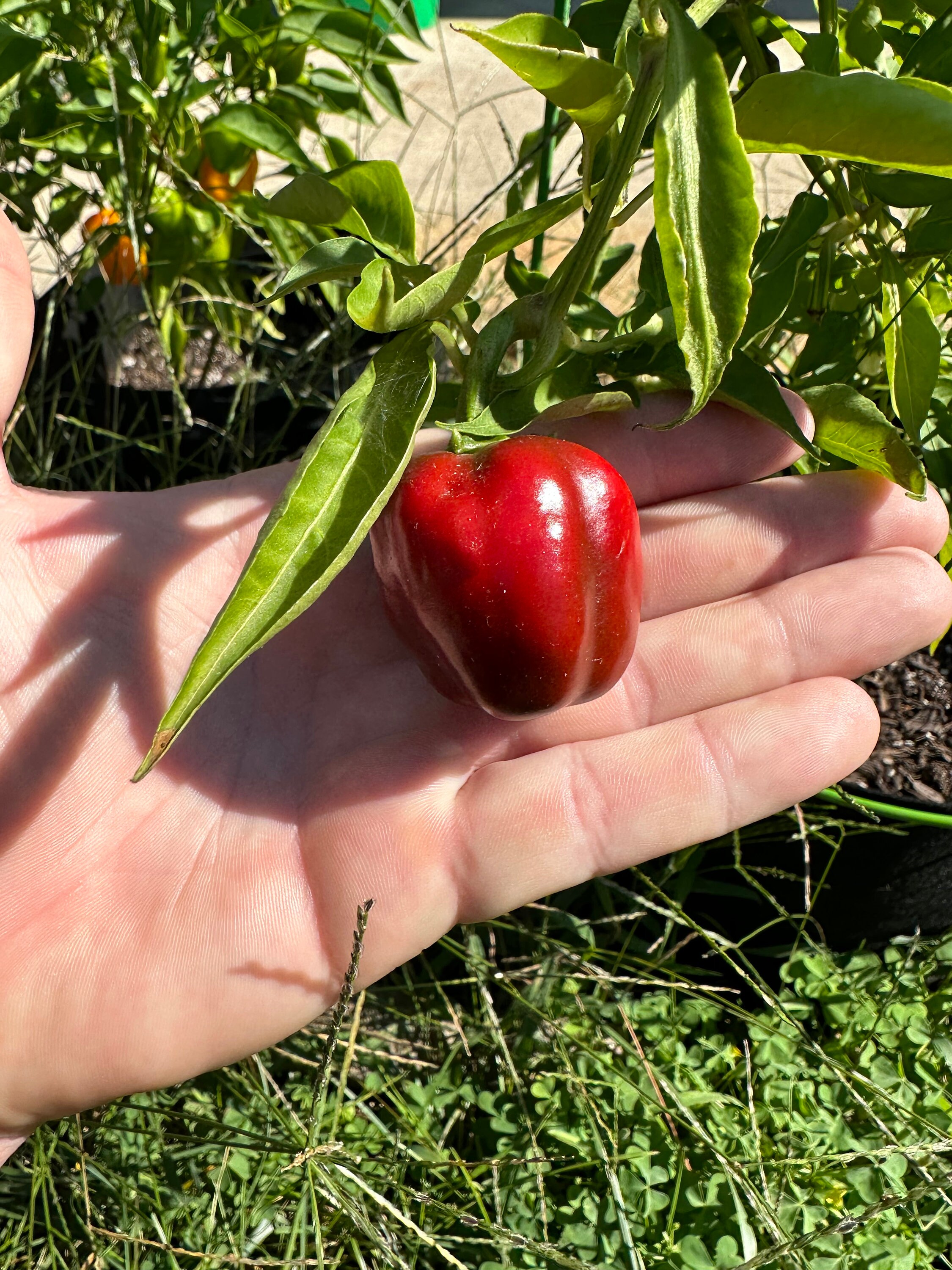 Organic Sweet Mini Bell Pepper Mix - Etsy