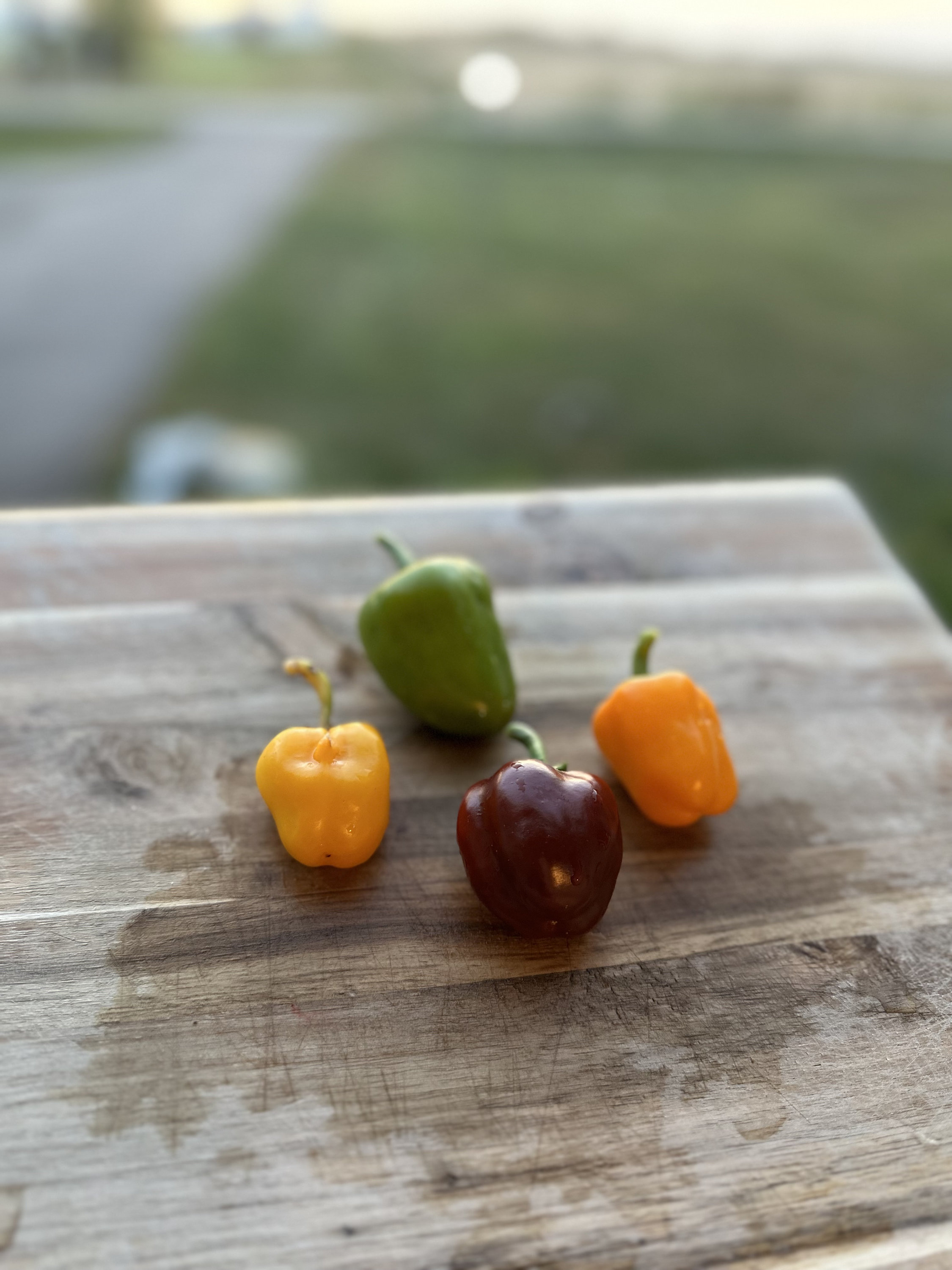 Organic Sweet Mini Bell Pepper Mix - Etsy