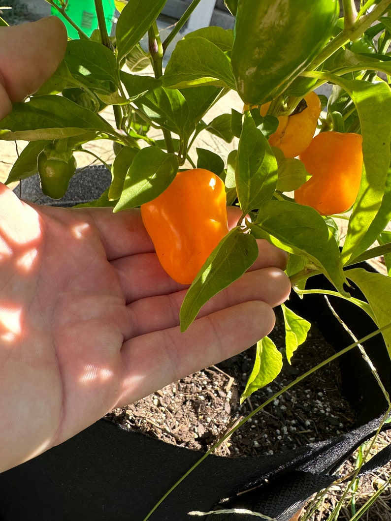 Organic Sweet Mini Bell Pepper Mix - Etsy